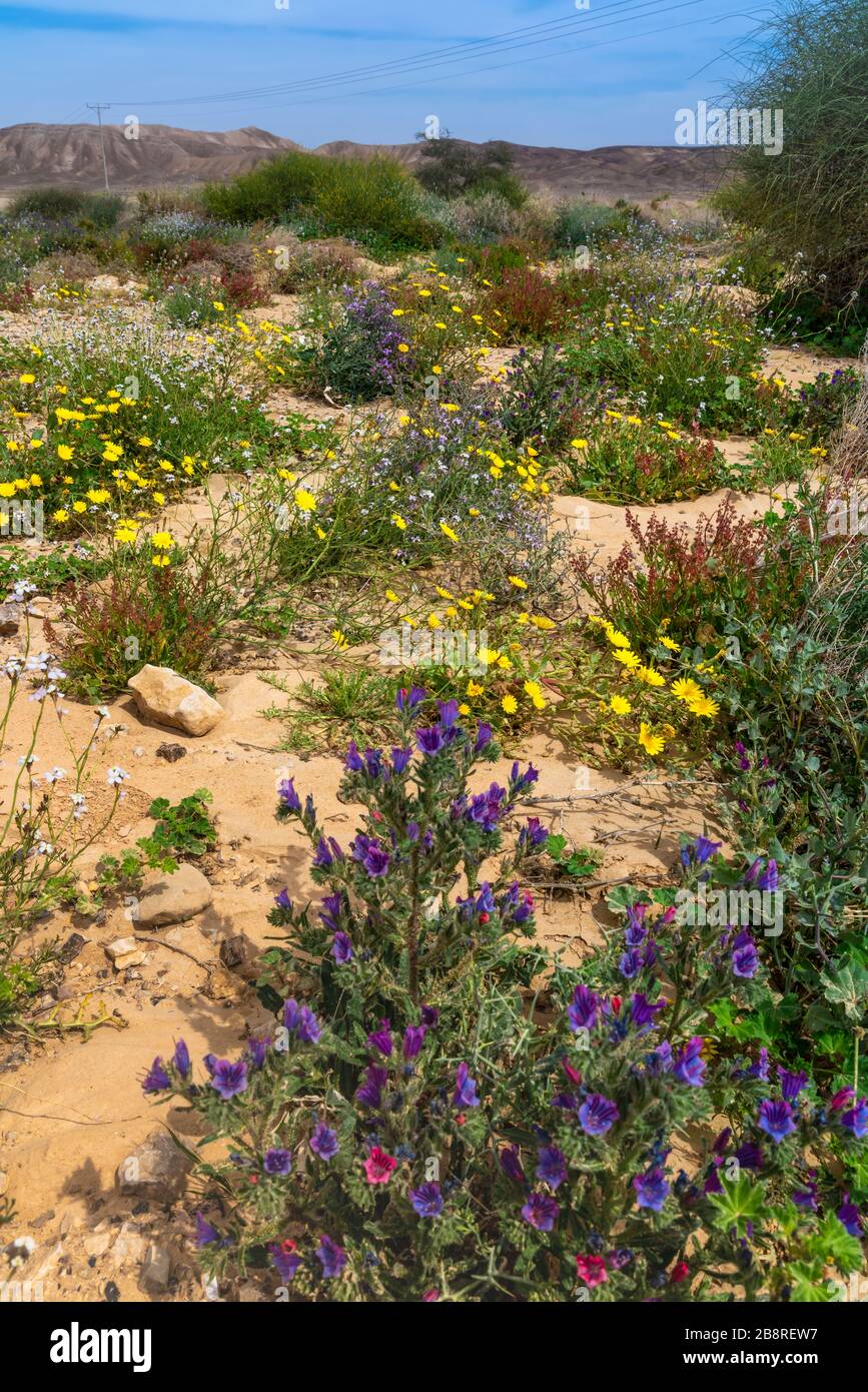 Flowers Desert Middle East High Resolution Stock Photography and Images ...