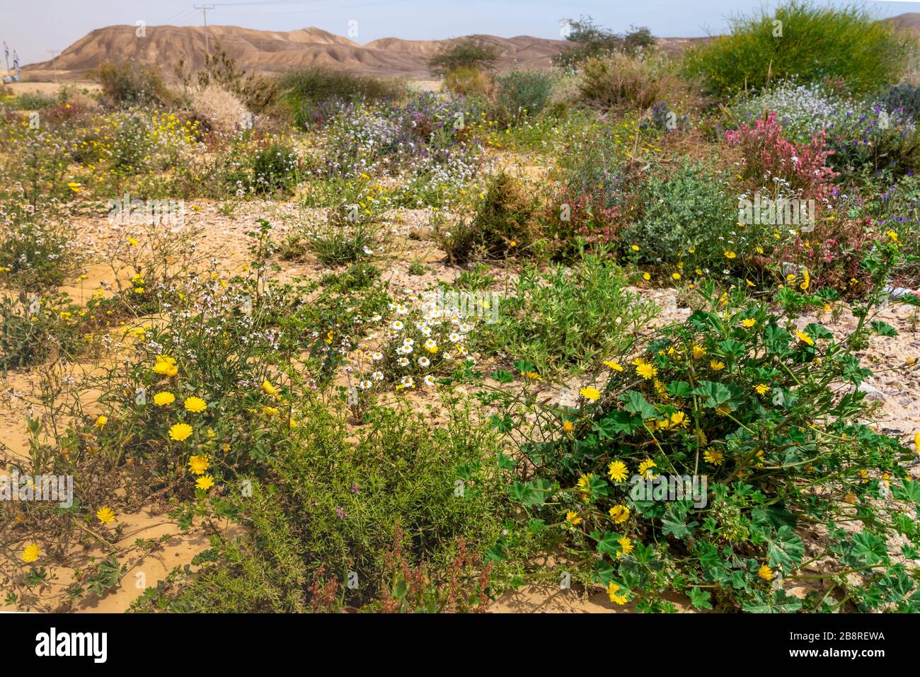 Wildflowers blooming in the southern Negev Desert, Israel, Middle East ...