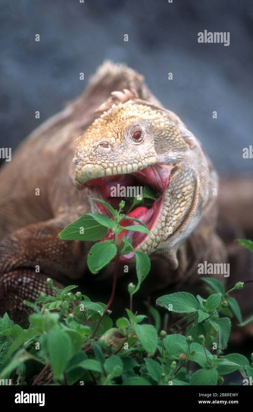 South America; Ecuador; Galapagos Islands; Wildlife; Birds; Galapagos ...