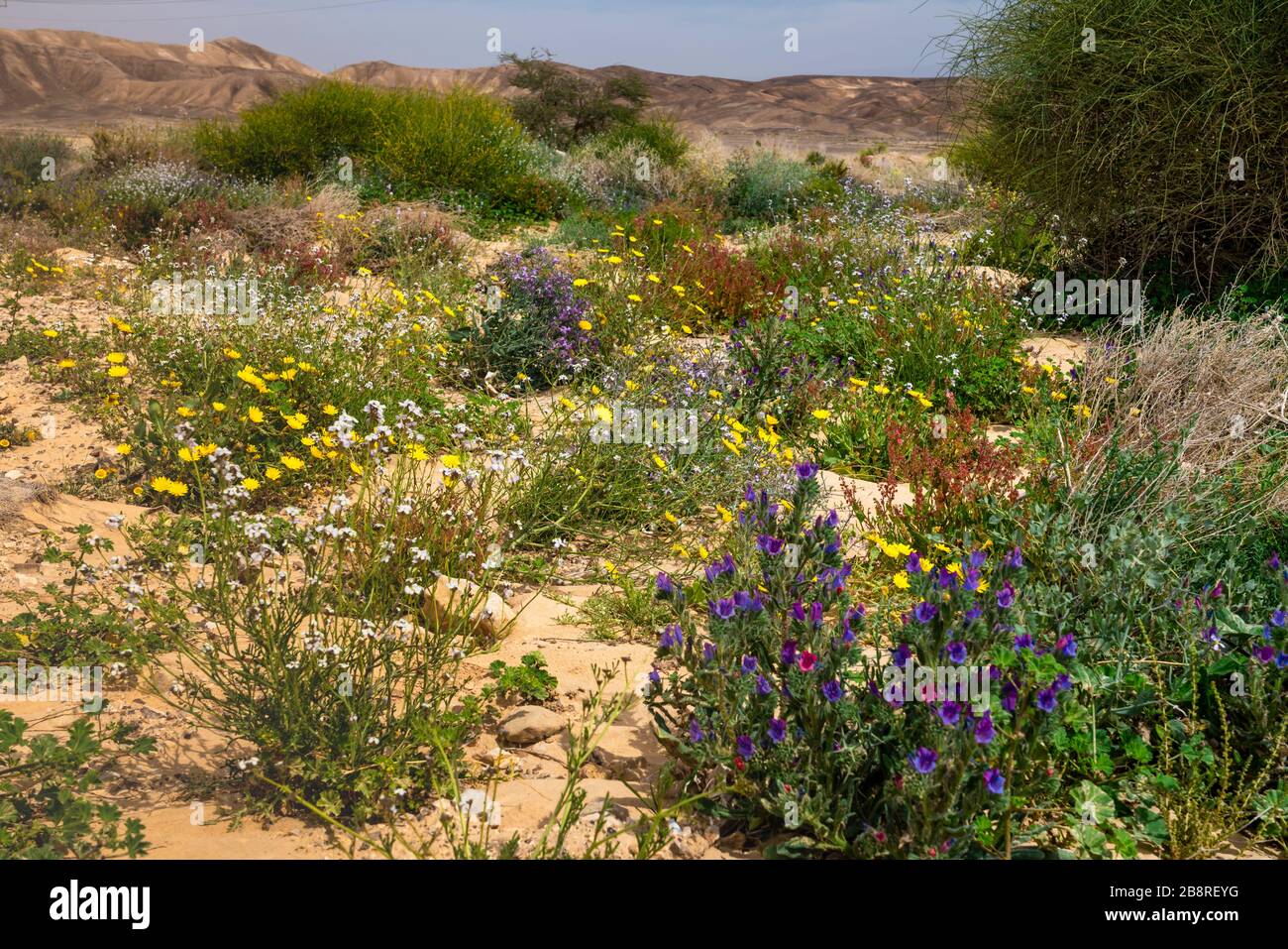 Flowers Desert Middle East High Resolution Stock Photography and Images ...