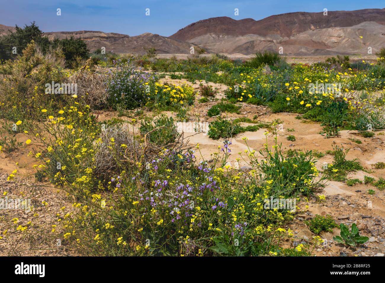 Wildflowers blooming in the southern Negev Desert, Israel, Middle East ...