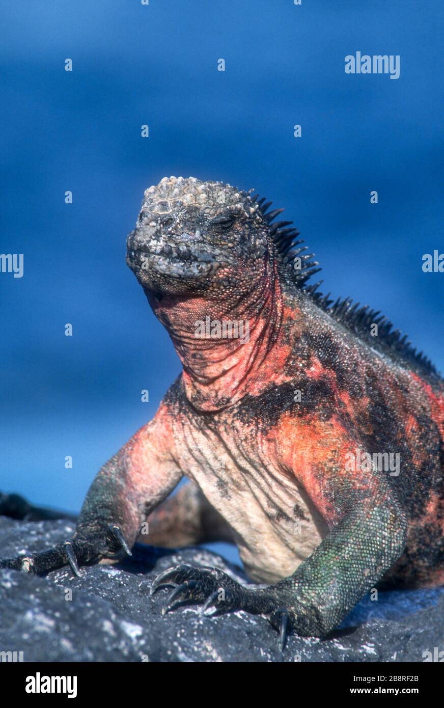 South America; Ecuador; Galapagos Islands; Wildlife; Reptile; Galapagos ...