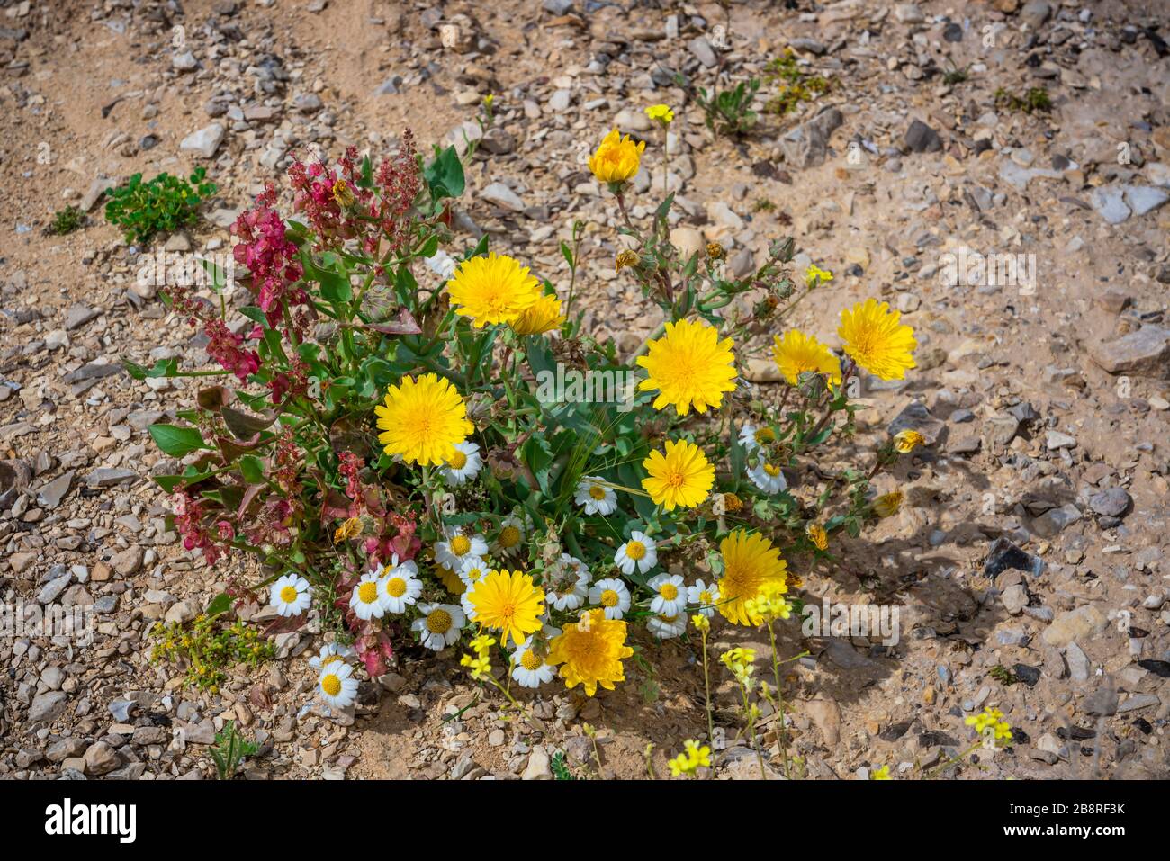 Wildflowers blooming in the southern Negev Desert, Israel, Middle East ...