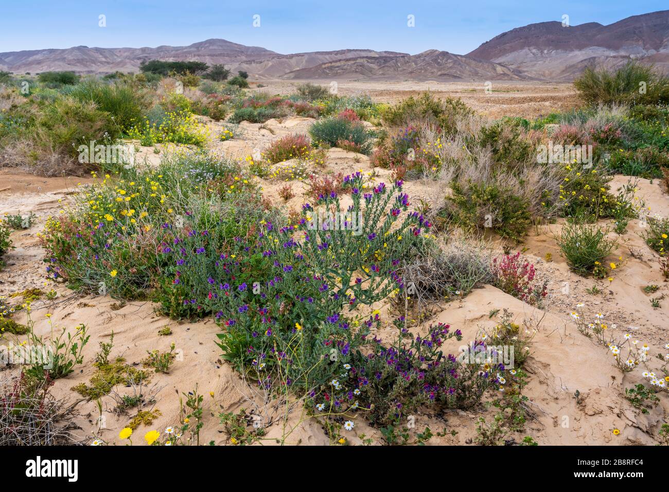 Flowers Desert Middle East High Resolution Stock Photography and Images ...