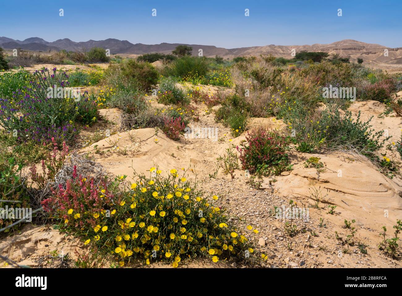 Flowers Desert Middle East High Resolution Stock Photography and Images ...