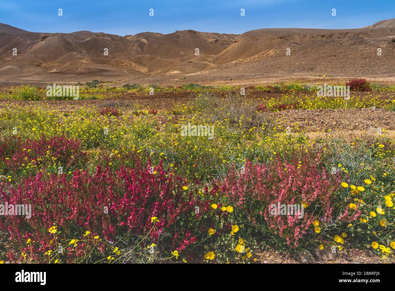 Wildflowers blooming in the southern Negev Desert, Israel, Middle East ...