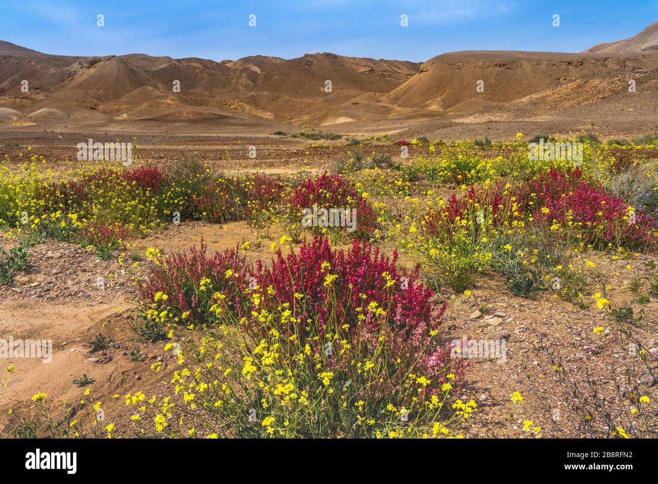 Flowers desert middle east hi-res stock photography and images - Alamy