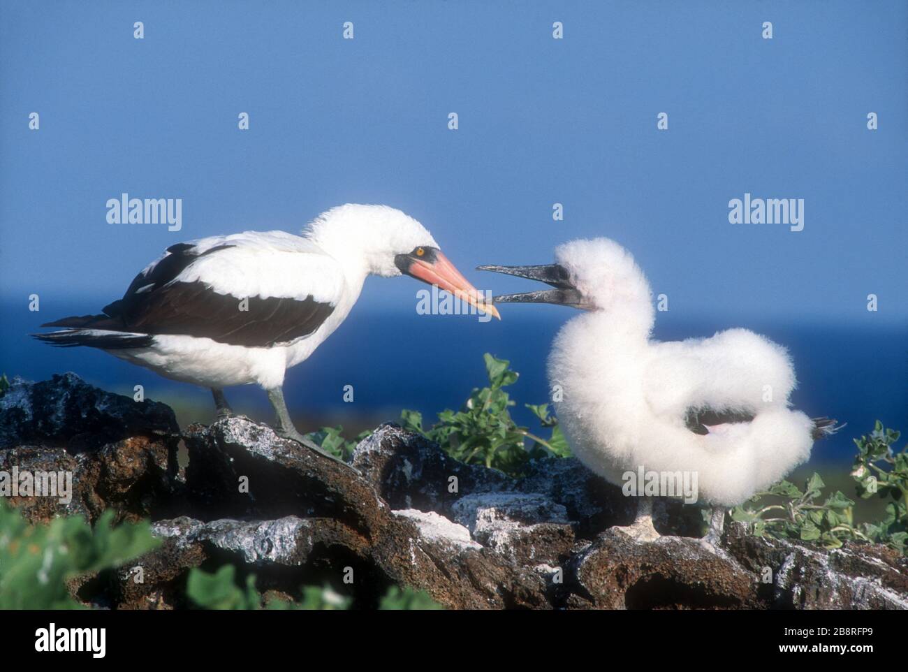 South America; Ecuador; Galapagos Islands; Wildlife; Birds; Seabirds ...