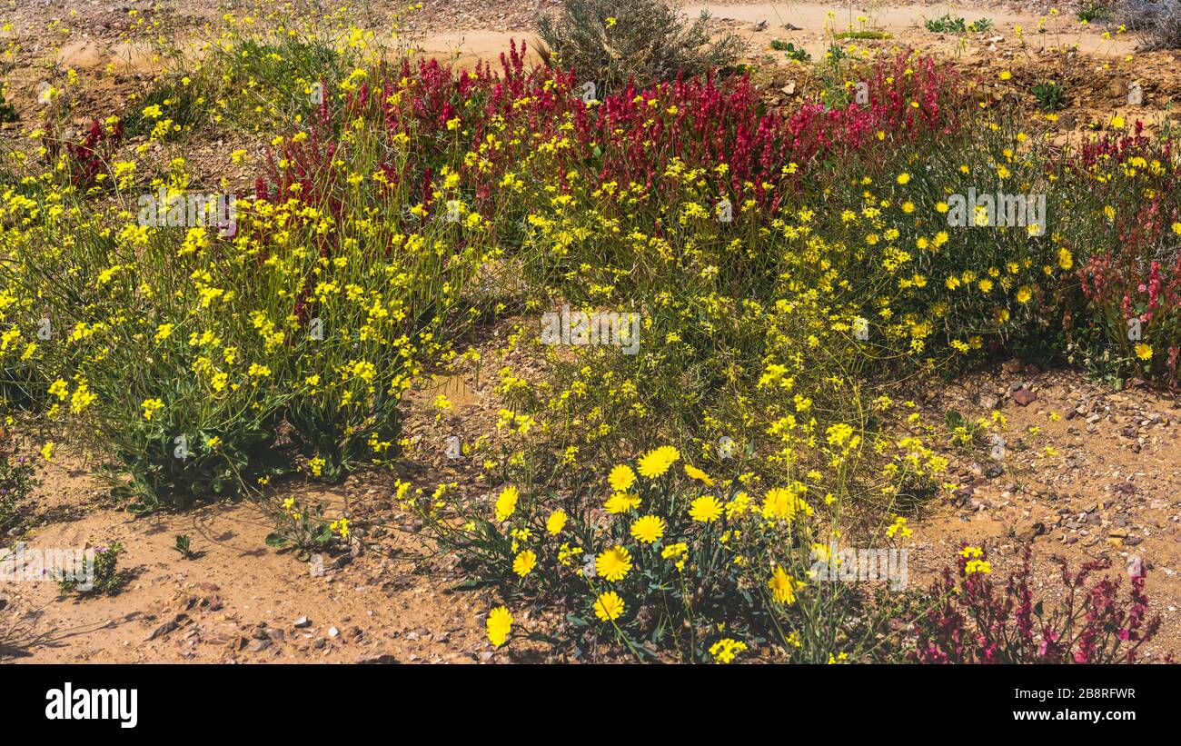 Southern negev hi-res stock photography and images - Alamy
