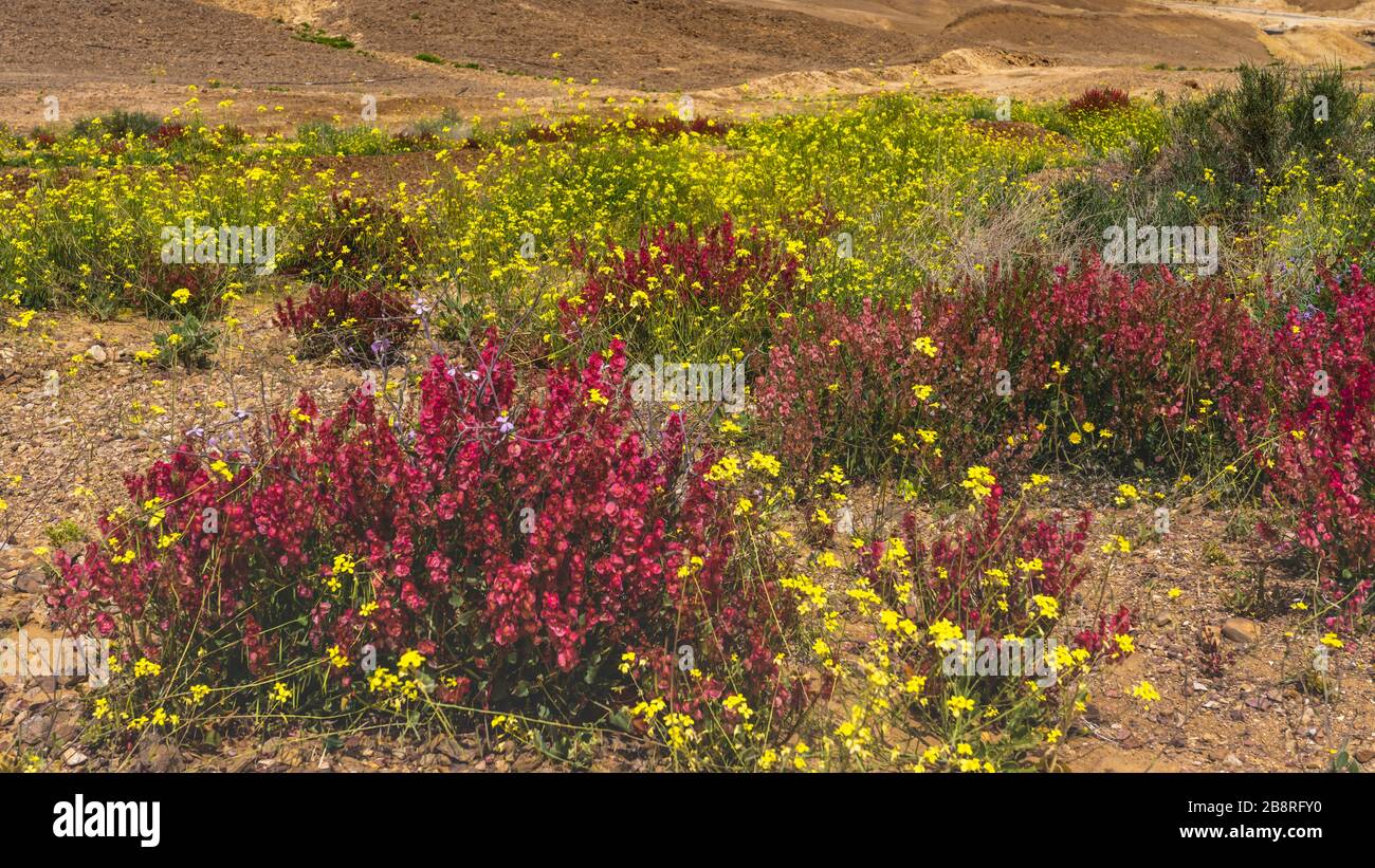 Wildflowers blooming in the southern Negev Desert, Israel, Middle East ...