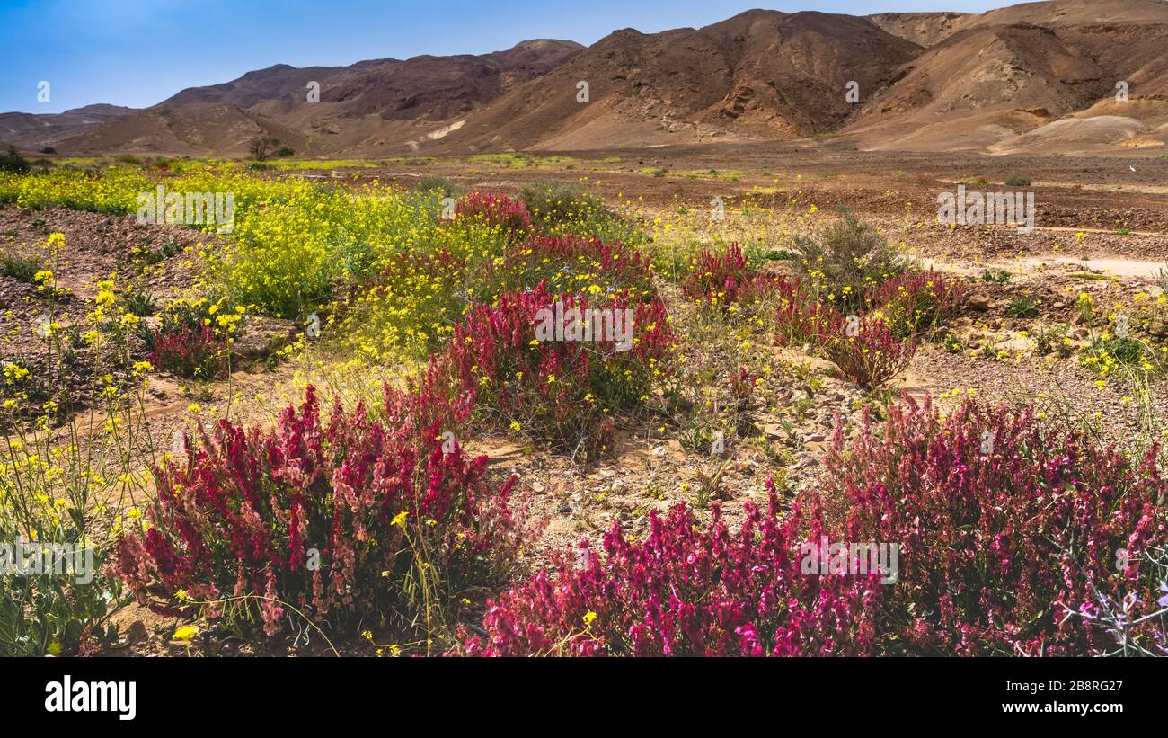 Wildflowers blooming in the southern Negev Desert, Israel, Middle East ...