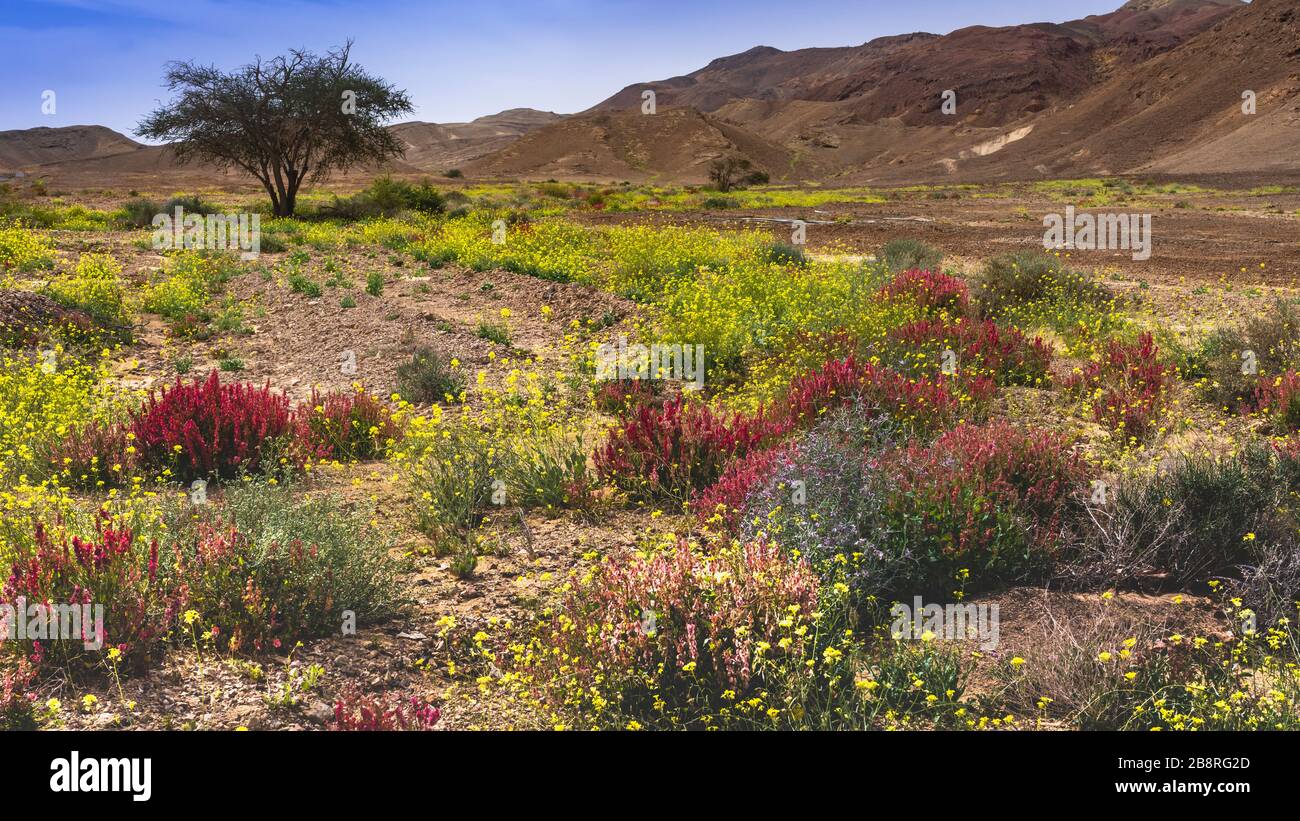 Rumex venosus hi-res stock photography and images - Alamy