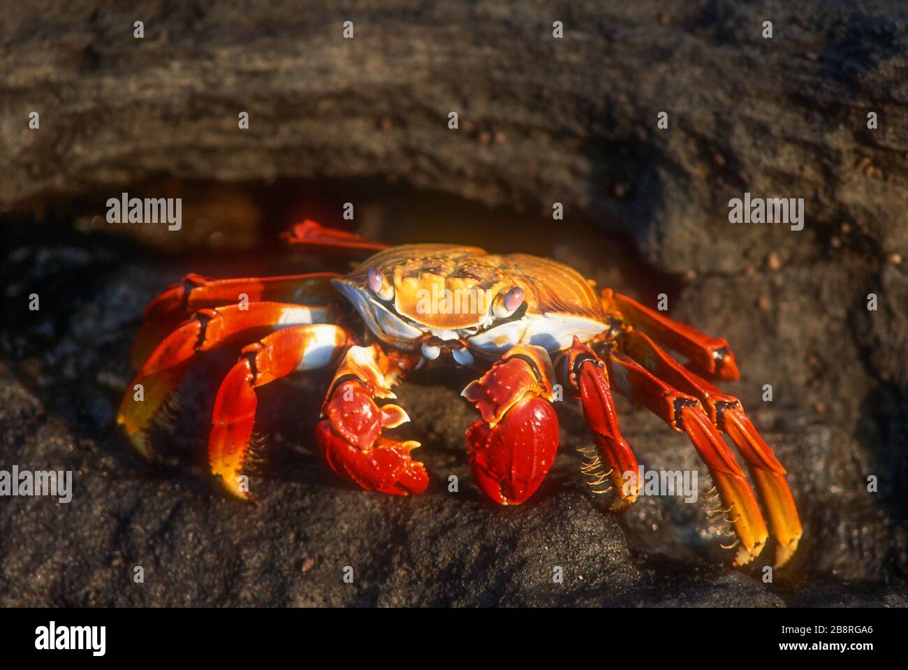 South America; Ecuador; Galapagos Islands; Wildlife; Sally Lightfoot ...