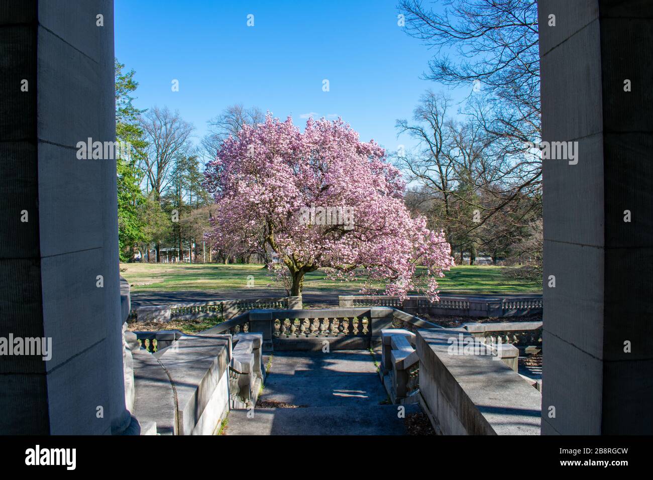 A Cherry Blossom Tree From the Top of a Detailed Stairwell at Elkins ...