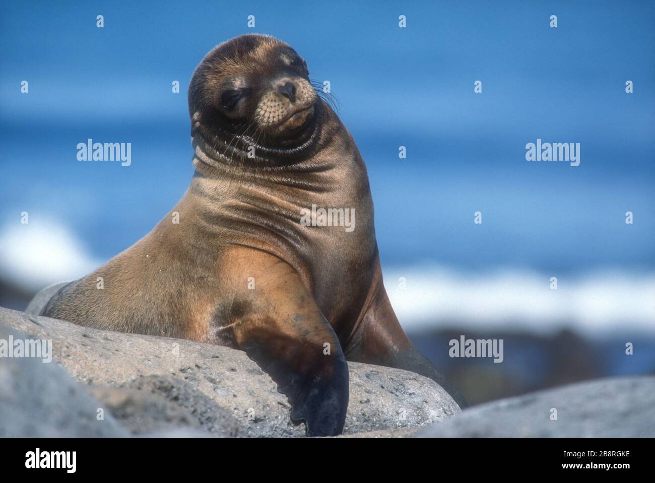 South America; Ecuador; Galapagos Islands; Wildlife; Mammals; Sea Lion ...