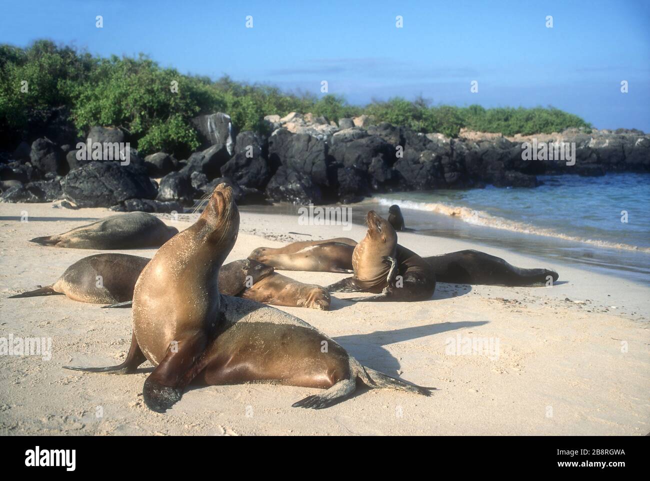 South America; Ecuador; Galapagos Islands; Wildlife; Mammals; Sea Lion ...