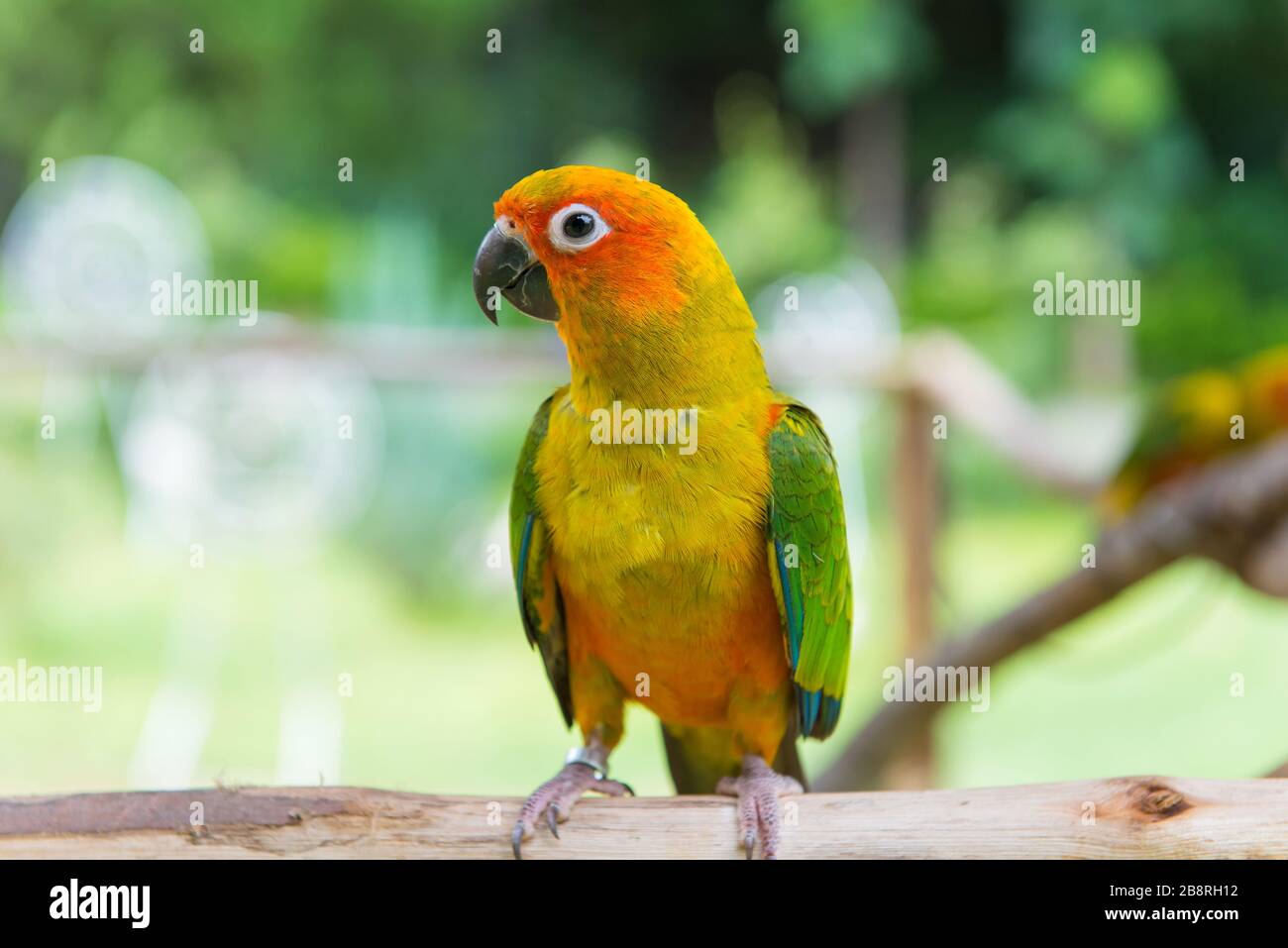 Red faced lovebirds hi-res stock photography and images - Alamy