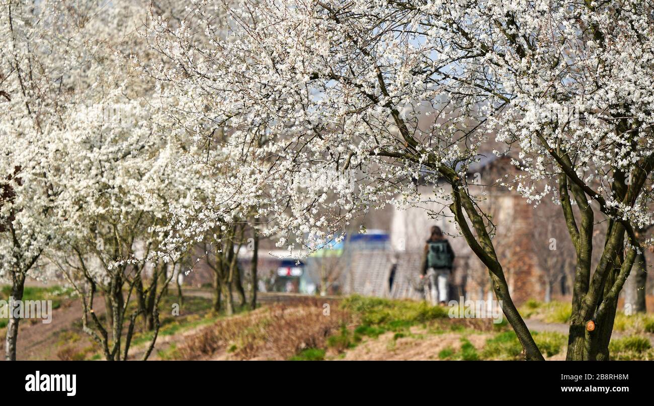 Oelsnitz, Germany. 19th Mar, 2020. Trees of the wild plum (Mirabelle ...