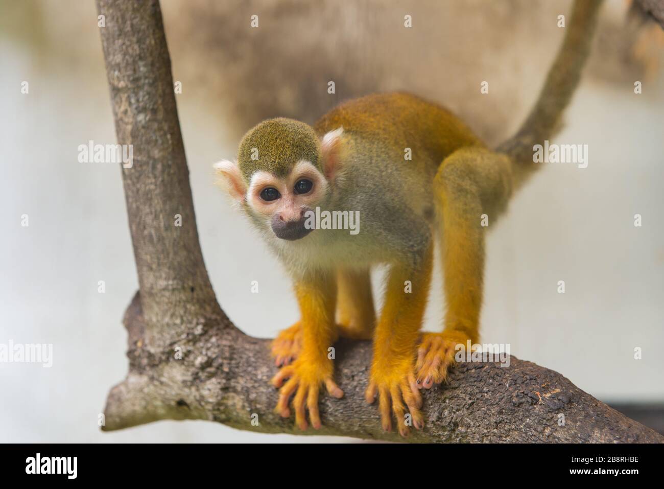 Common squirrel monkey, Saimiri sciureus on tree in zoo Stock Photo - Alamy