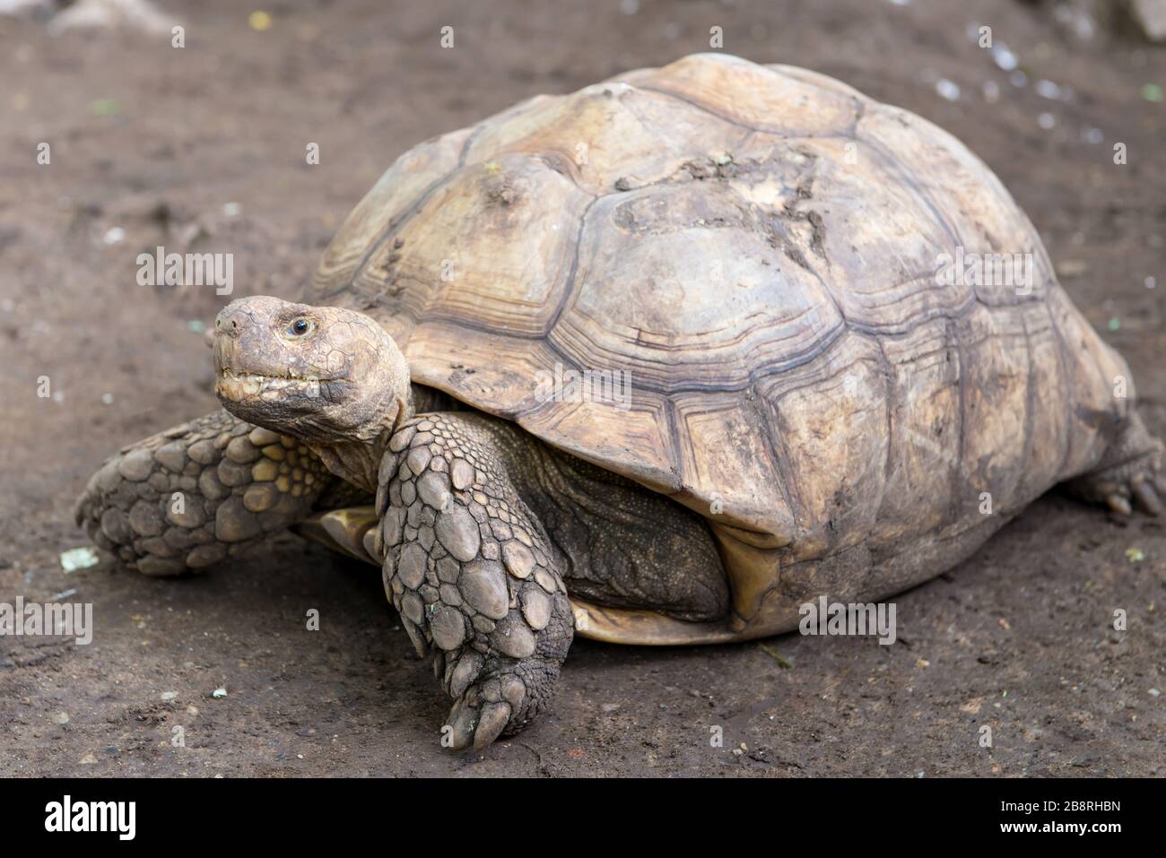 Huge big turtles hi-res stock photography and images - Alamy
