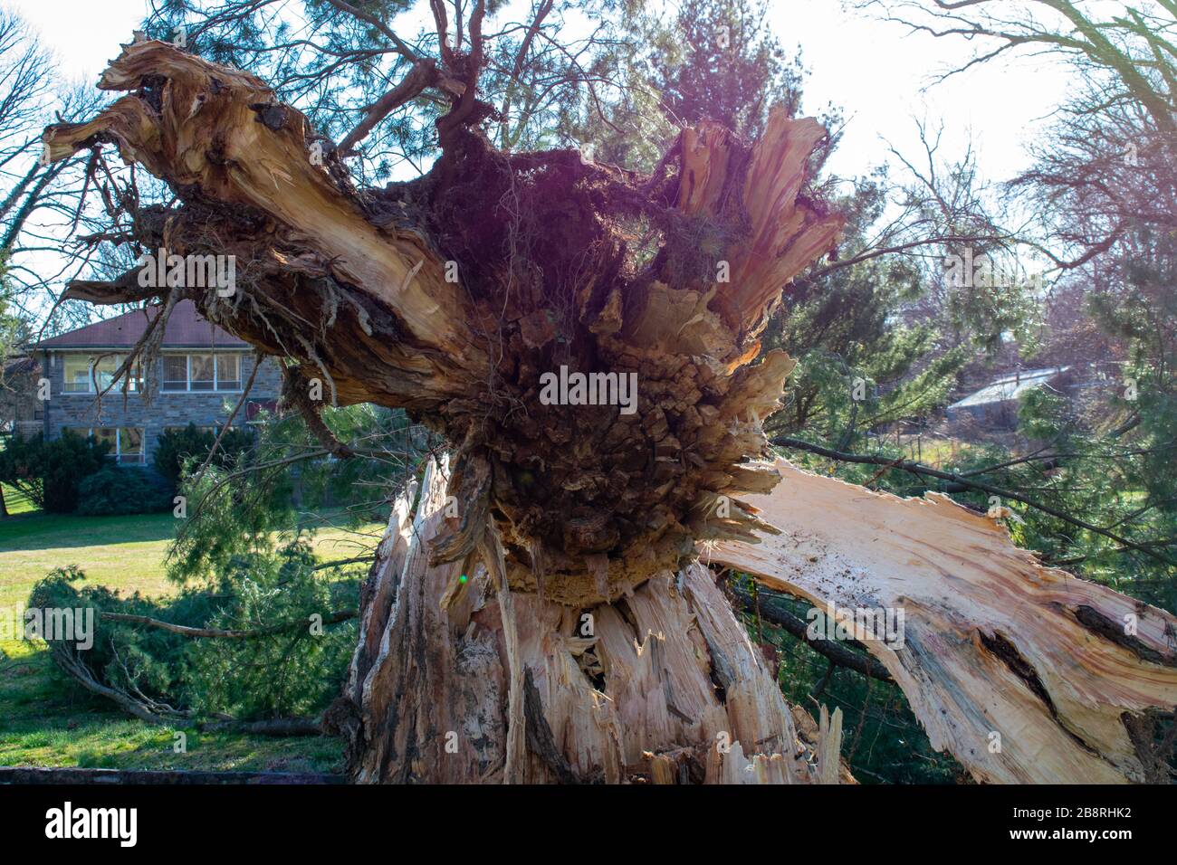 A Recently Fallen Tree With Damage in a Park Stock Photo - Alamy