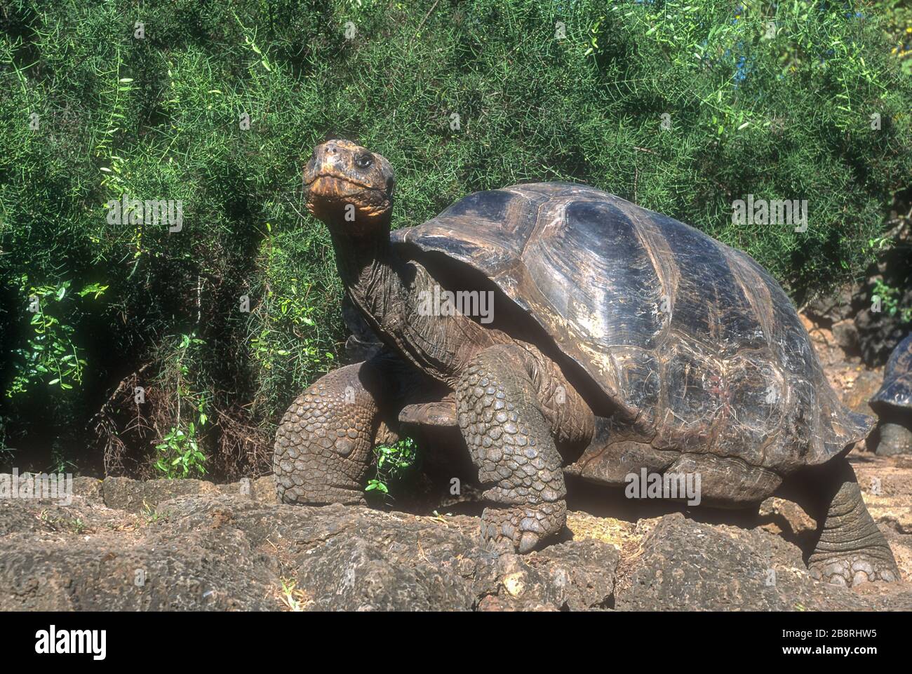 Galapagos islands wildlife hi-res stock photography and images - Alamy