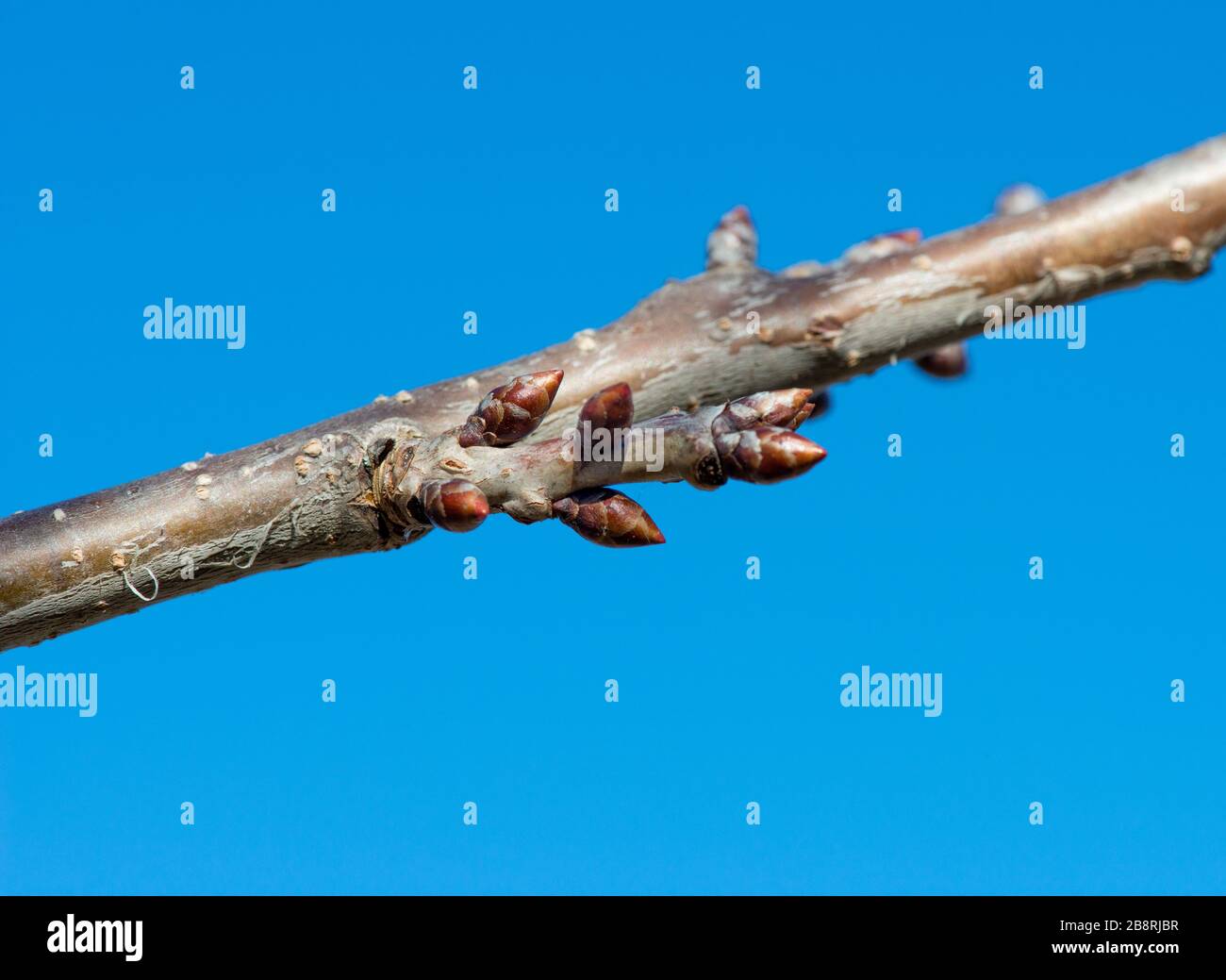 Budding twig hi-res stock photography and images - Alamy