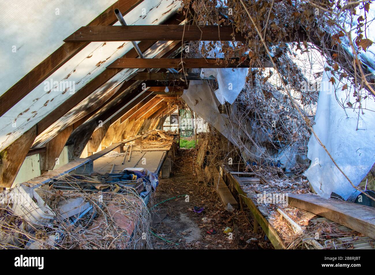 Inside an Old Abandoned Overgrown Green House Full of Junk and Plants ...