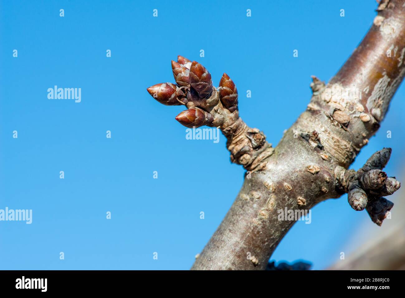 Budding twig hi-res stock photography and images - Alamy