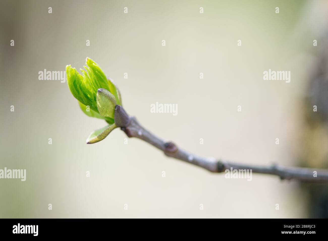 Budding twig hi-res stock photography and images - Alamy