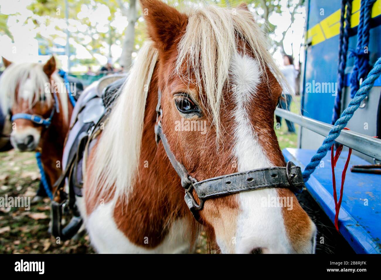 Fair ground pony Stock Photo - Alamy