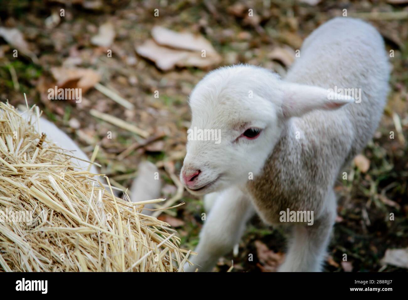 City animal farm hi-res stock photography and images - Alamy