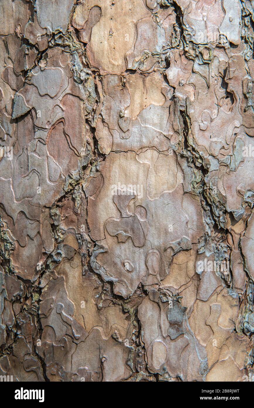 tree bark texture pattern for background Stock Photo - Alamy