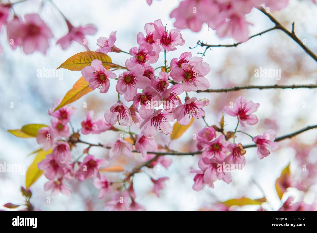 Amazing cherry blossom during sakura hi-res stock photography and ...