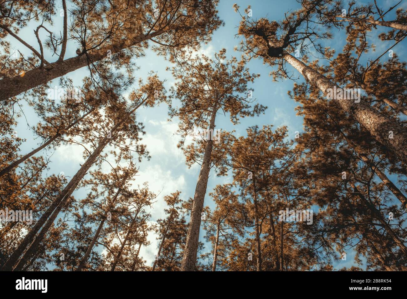 trunks of tall old trees in a pine forest Stock Photo - Alamy