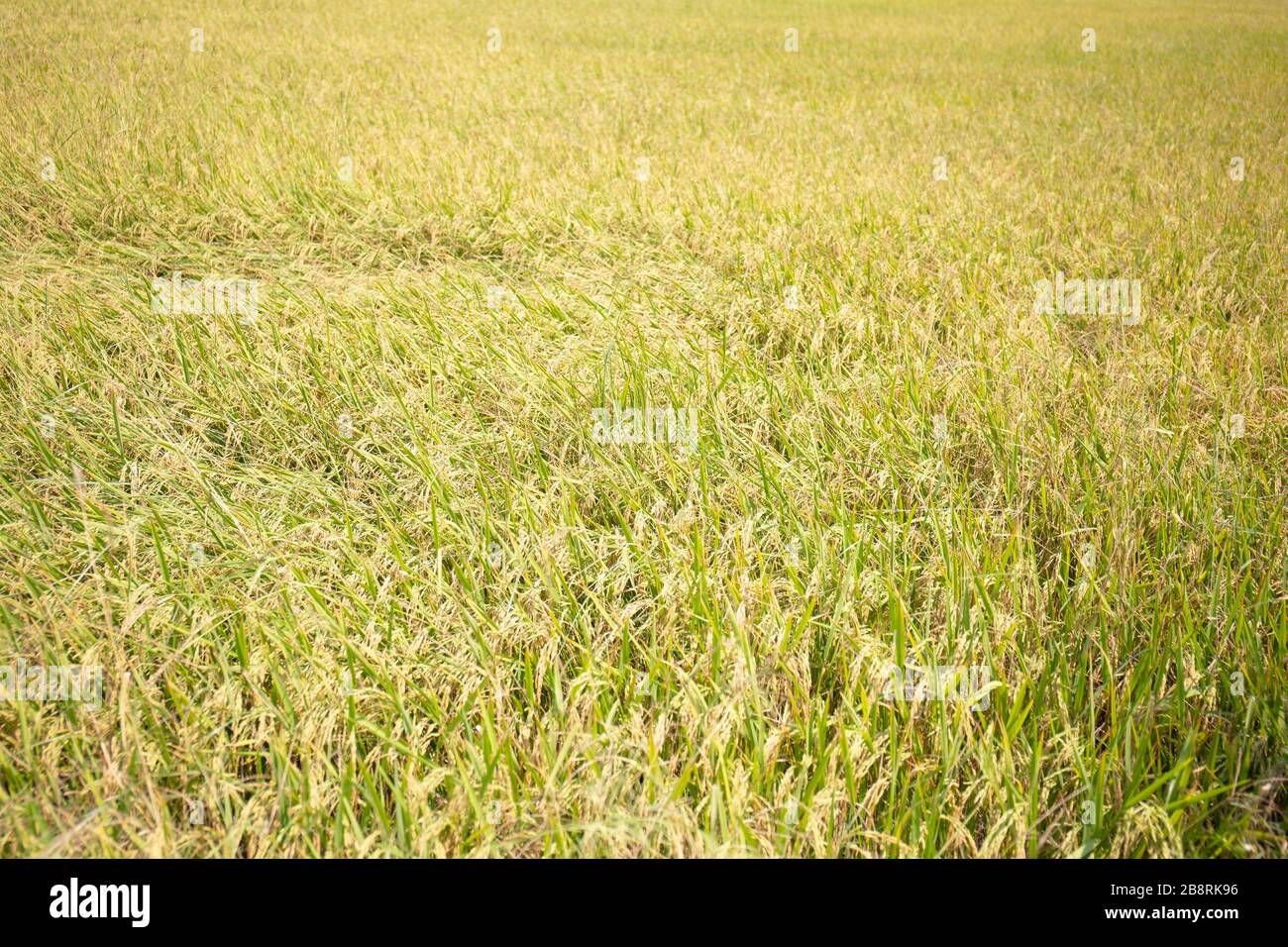 The background of the rice fields where the yellow rice fields are ...