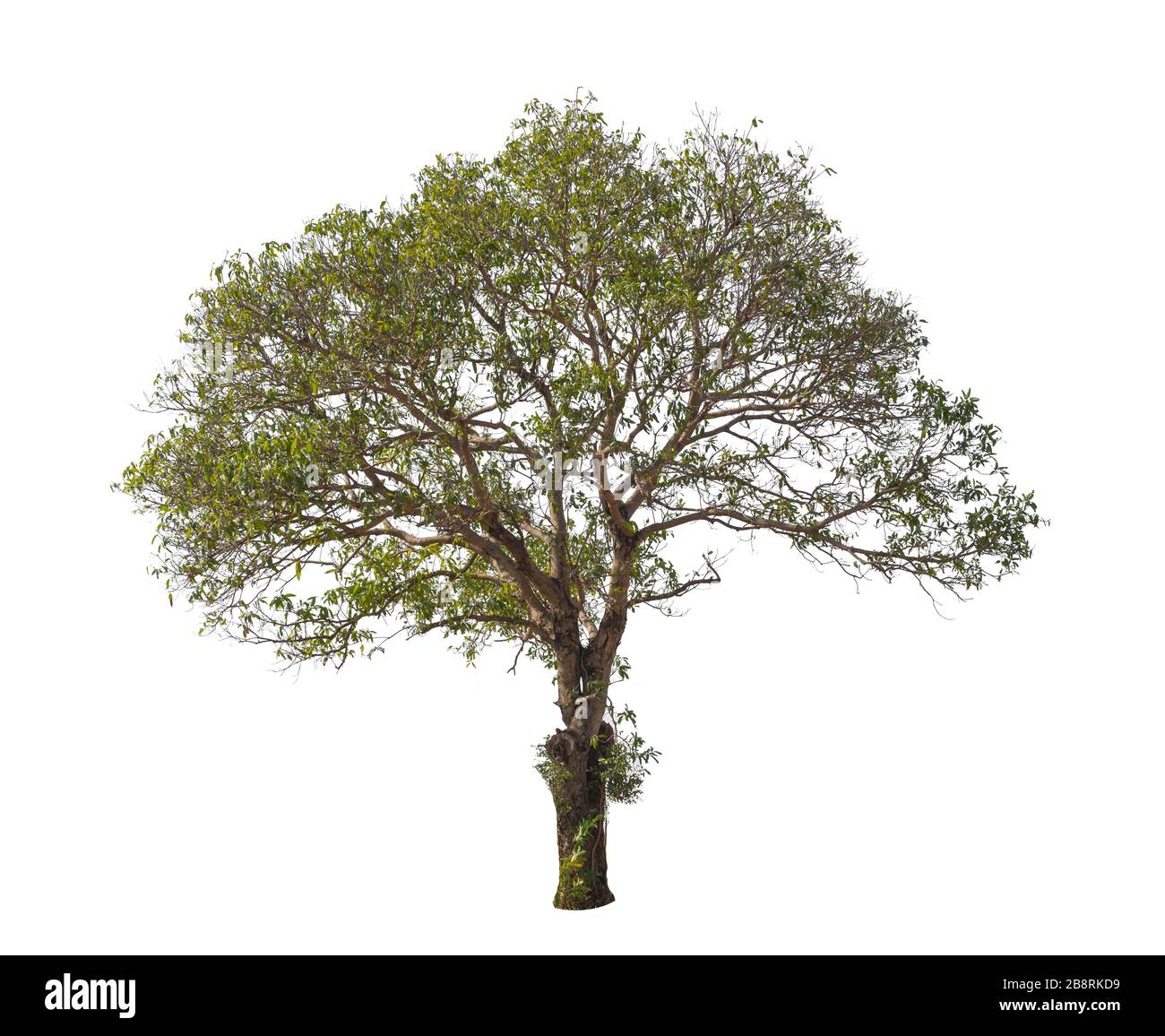 tree in summer isolate on white background Stock Photo - Alamy