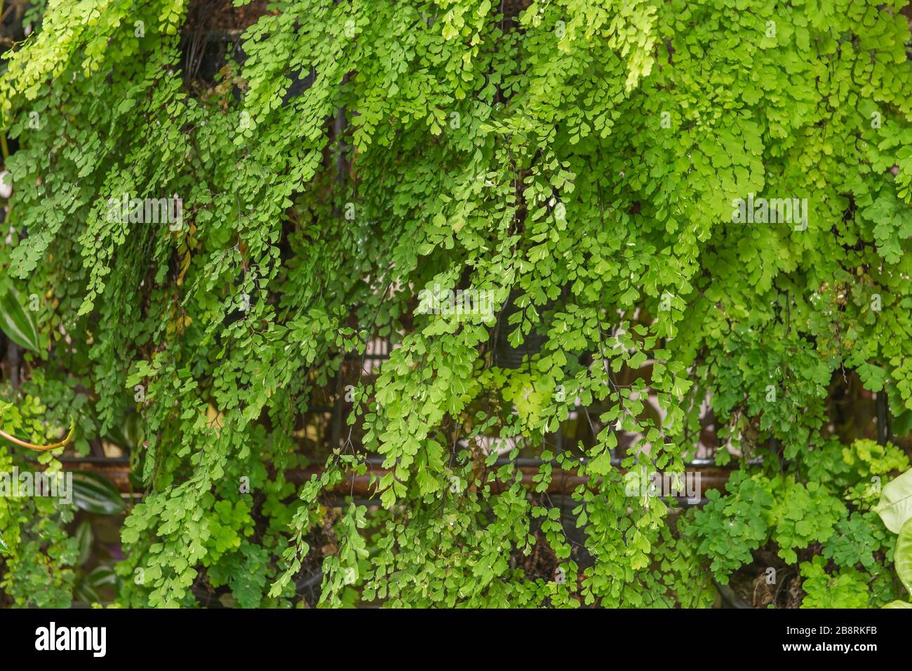 green leaf in agricultural farm for background Stock Photo - Alamy