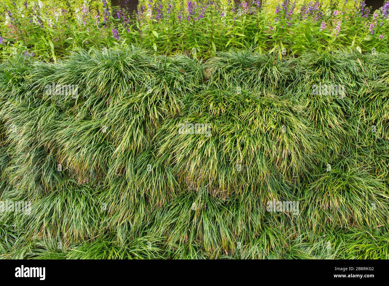 green grass in agricultural farm for background Stock Photo - Alamy