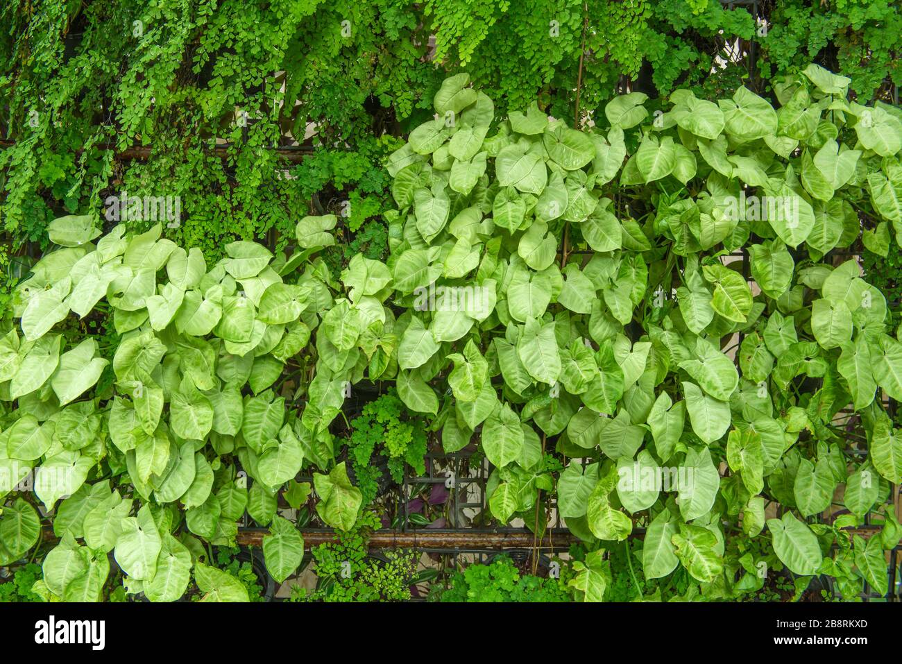 green leaf in agricultural farm for background Stock Photo - Alamy