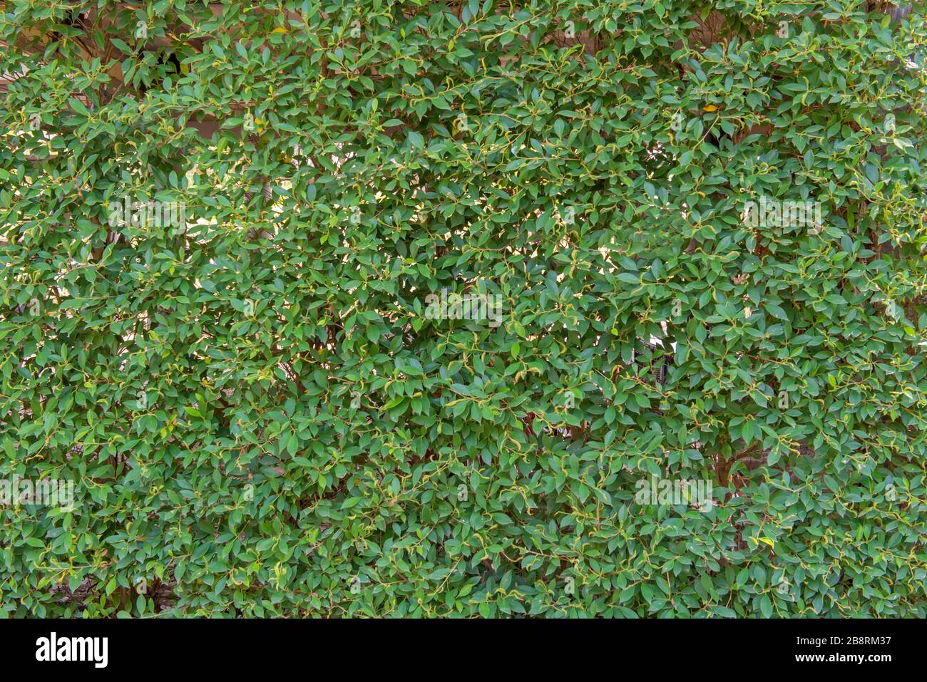 green leaf in agricultural farm for background Stock Photo - Alamy