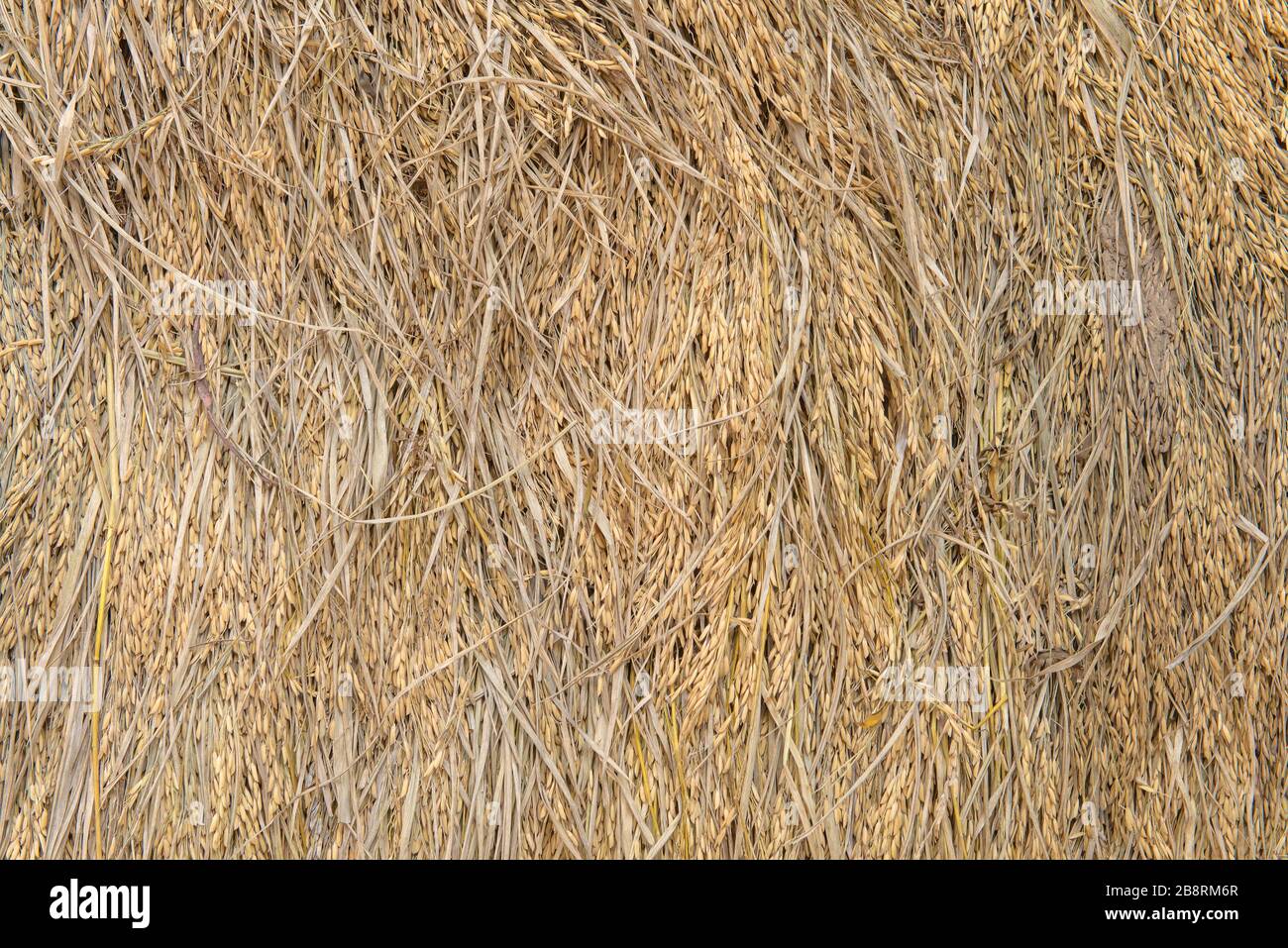 Pile of paddy bundle on the rice field after harvest Stock Photo - Alamy