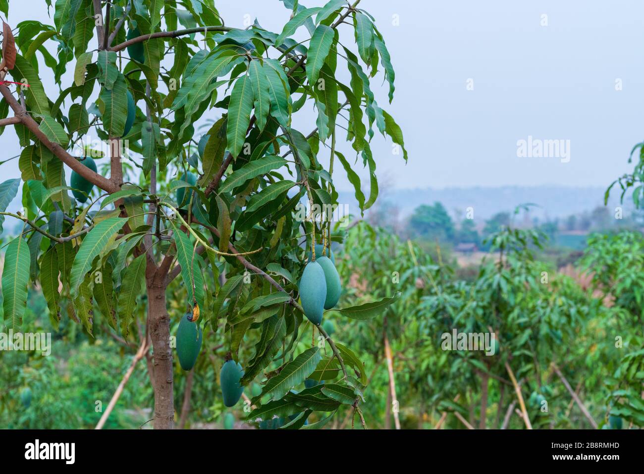 grove with mango fruits Stock Photo - Alamy