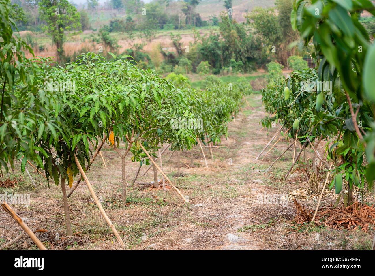 grove with mango fruits Stock Photo - Alamy