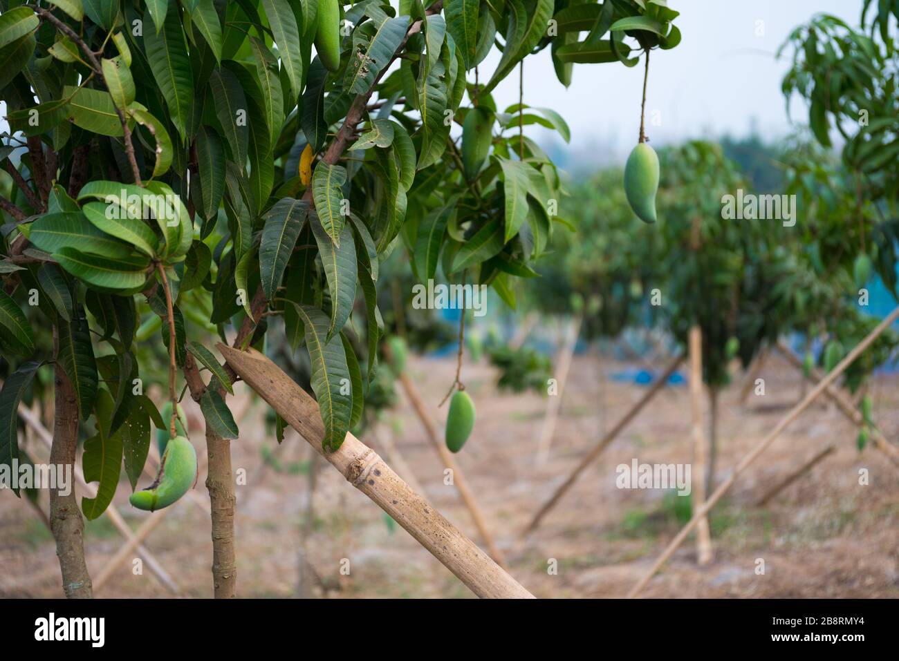 grove with mango fruits Stock Photo - Alamy