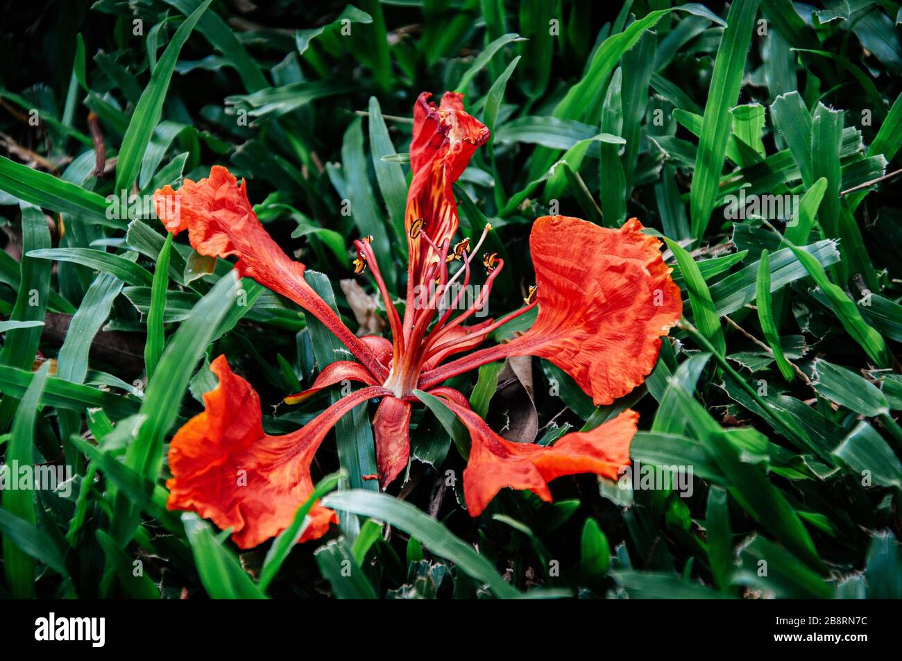 Vibrant red Flamboyant tree flower on green grass lawn close up details ...