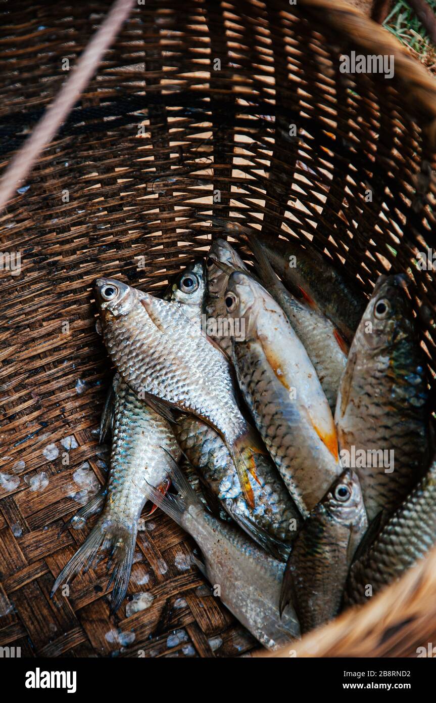Silver barb hi-res stock photography and images - Alamy