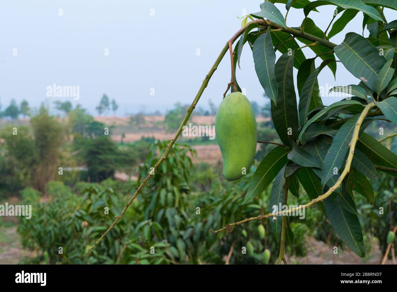 grove with mango fruits Stock Photo - Alamy