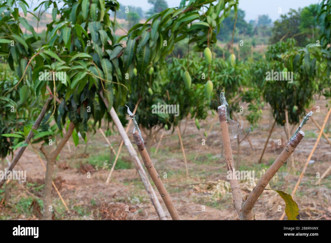 grove with mango fruits Stock Photo - Alamy