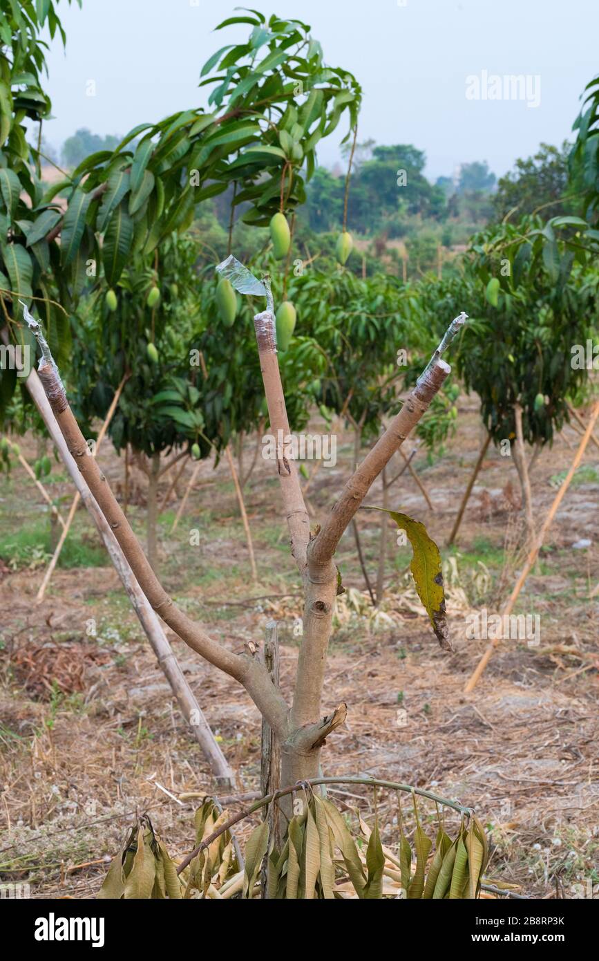 grove with mango fruits Stock Photo - Alamy